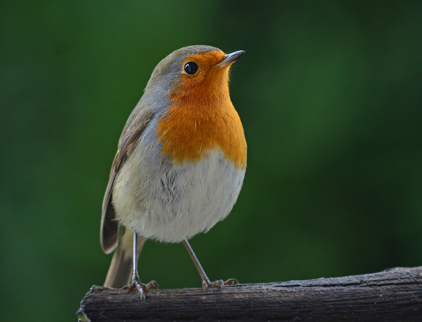 Rotkehlchen Foto & Bild | vÖgel, natur, tiere Bilder auf fotocommunity