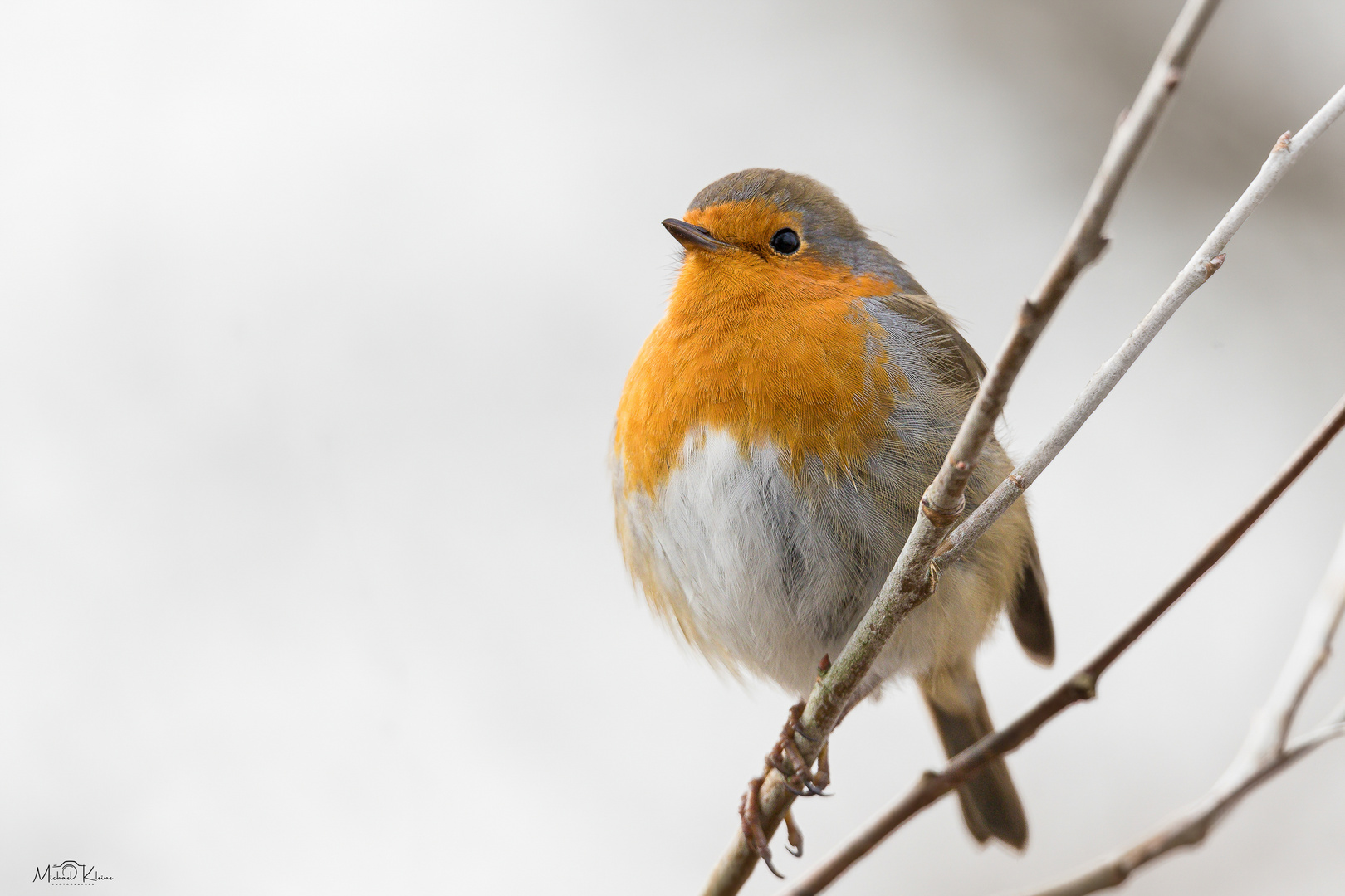 Rotkehlchen Foto & Bild | canon, natur, tele Bilder auf fotocommunity