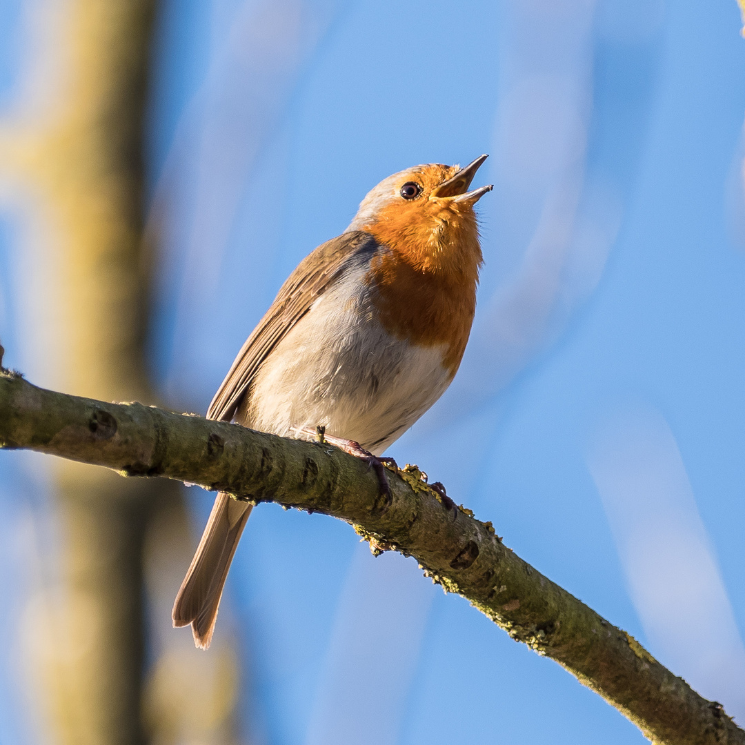 Rotkehlchen Foto & Bild | tiere, wildlife, wild lebende vögel Bilder ...