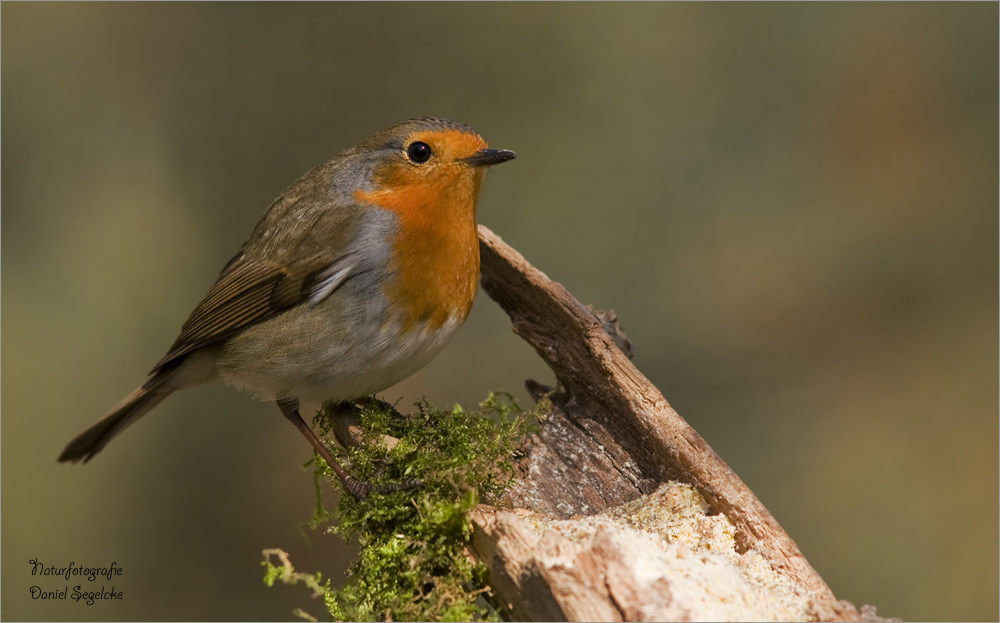 Rotkehlchen an der Winterfütterung IV Foto & Bild | tiere, wildlife ...