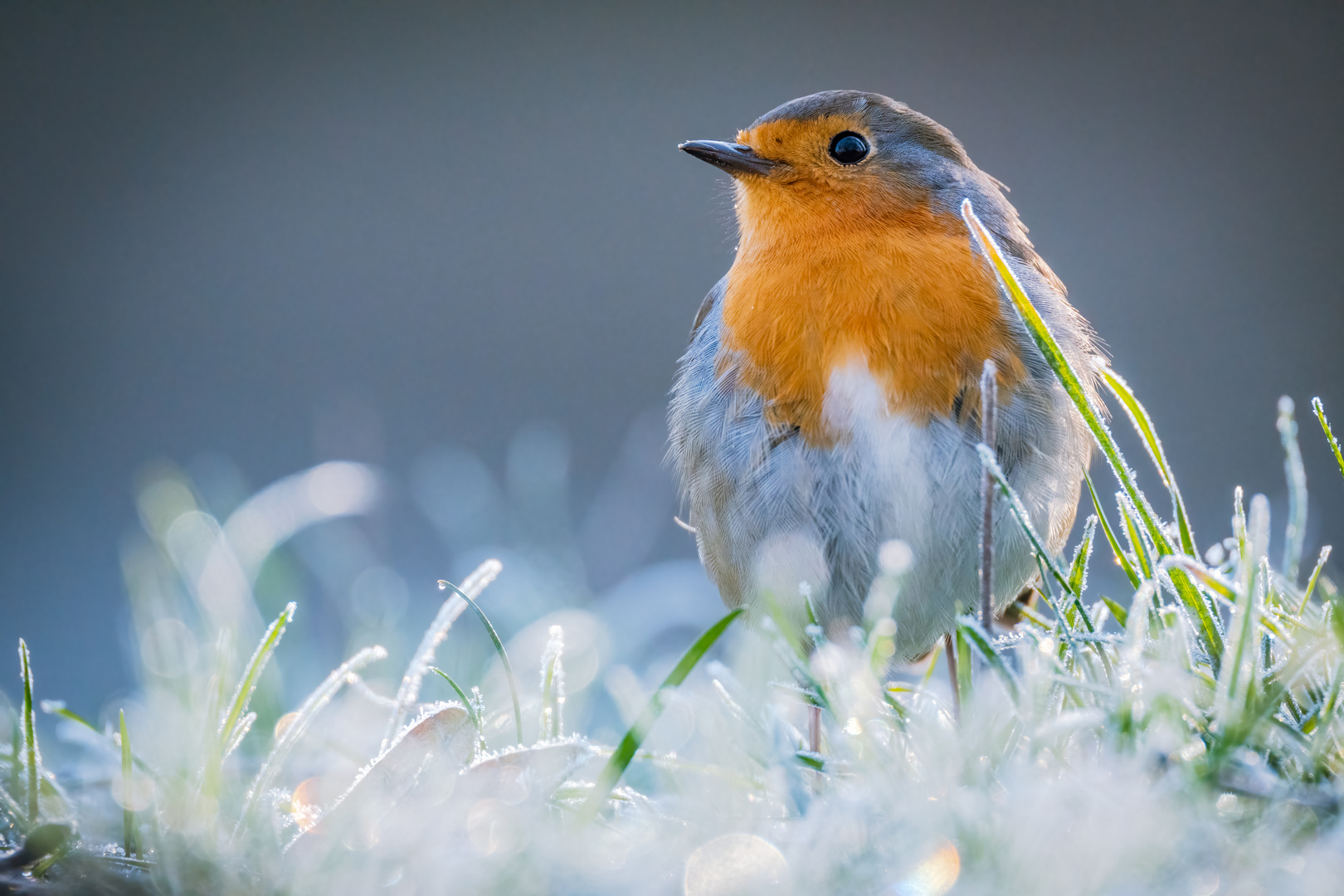 Rotkehlchen an einem kalten Morgen Foto & Bild | tiere, wildlife, wild ...