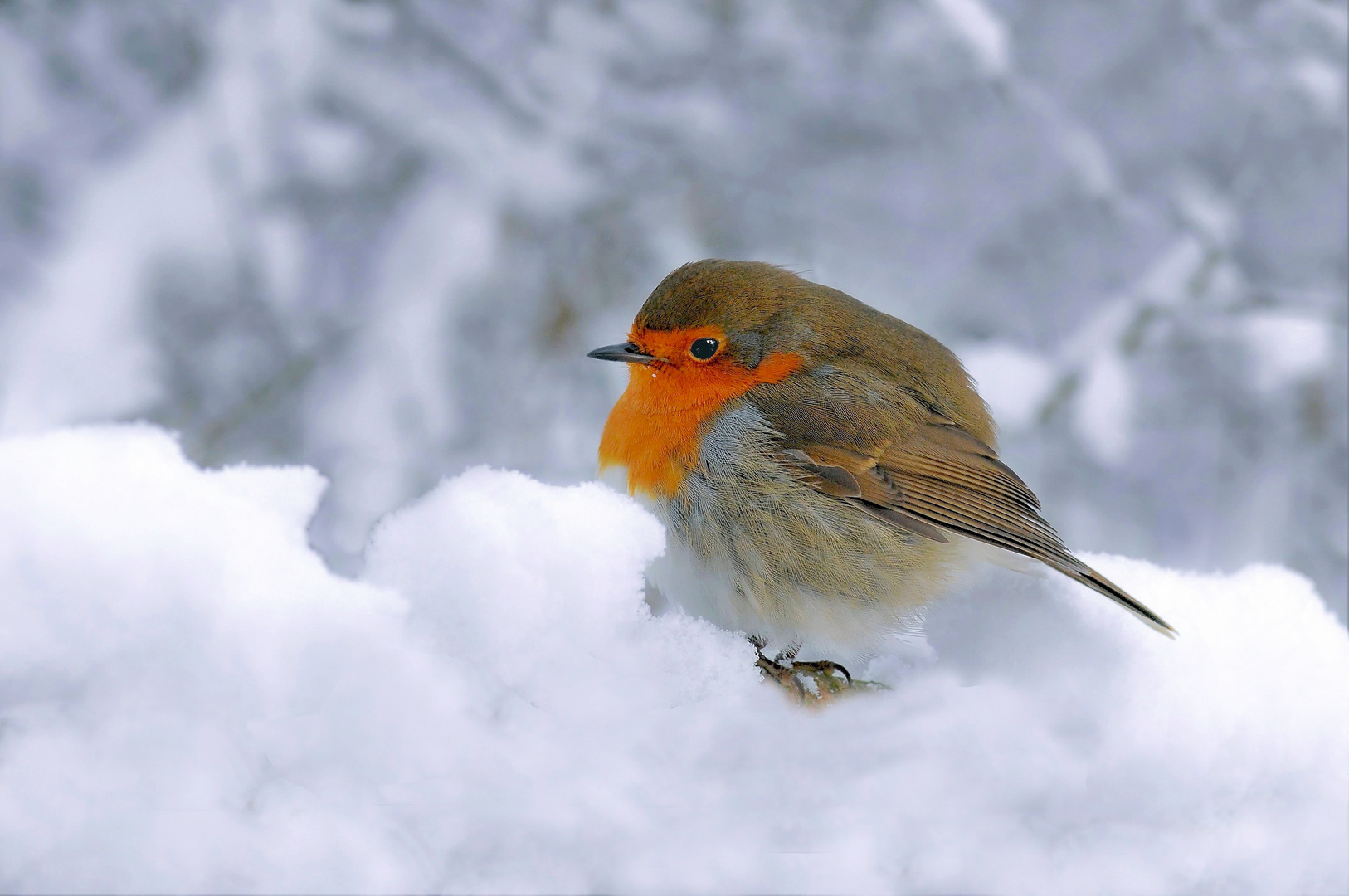 Rotkehlchen aus dem Winter 2010 Foto & Bild | tiere, wildlife, wild ...