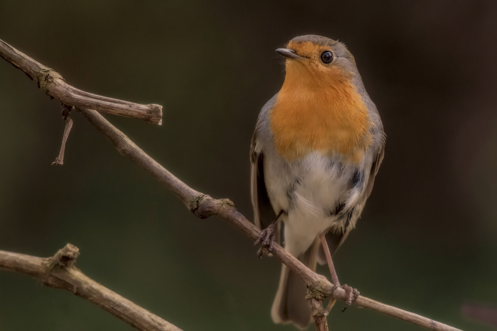 Rotkehlchen Foto & Bild | nature, outdoor, natur Bilder auf fotocommunity