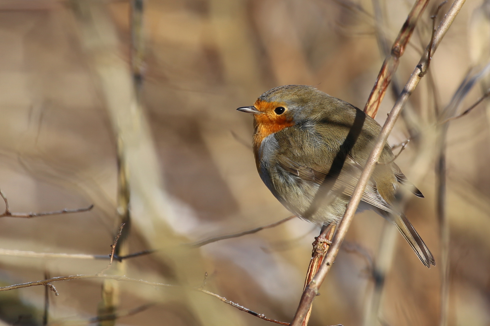 Rotkehlchen Foto & Bild | winter, natur, fliegenschnäpper Bilder auf ...