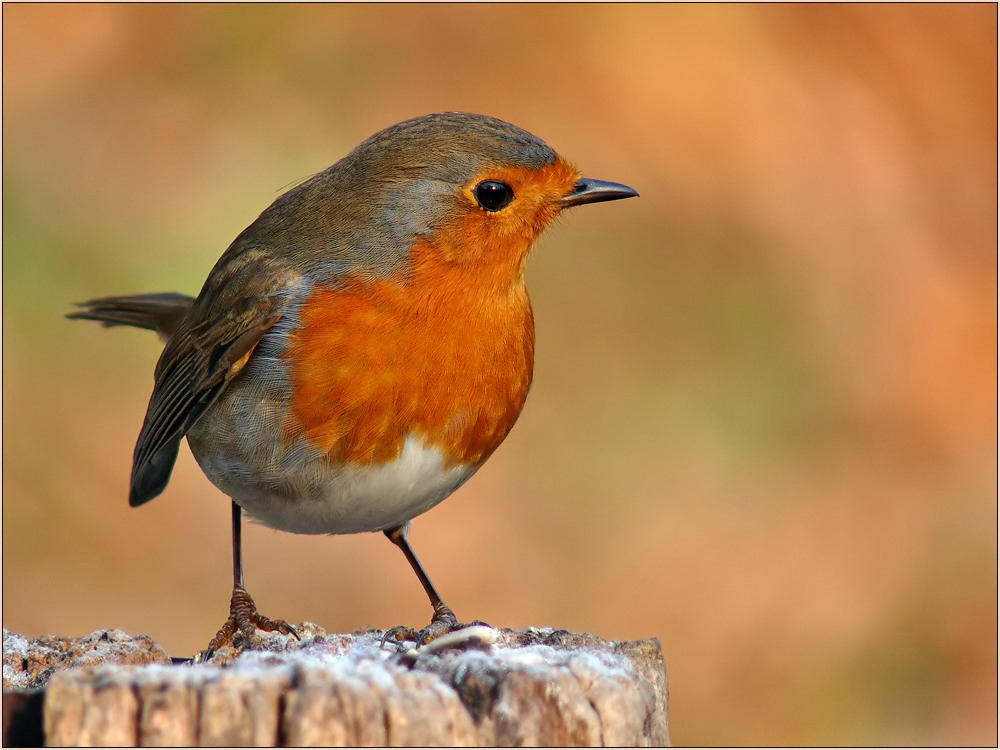 Rotkehlchen bei minus 3 Grad ...kalt Foto & Bild | tiere, wildlife ...
