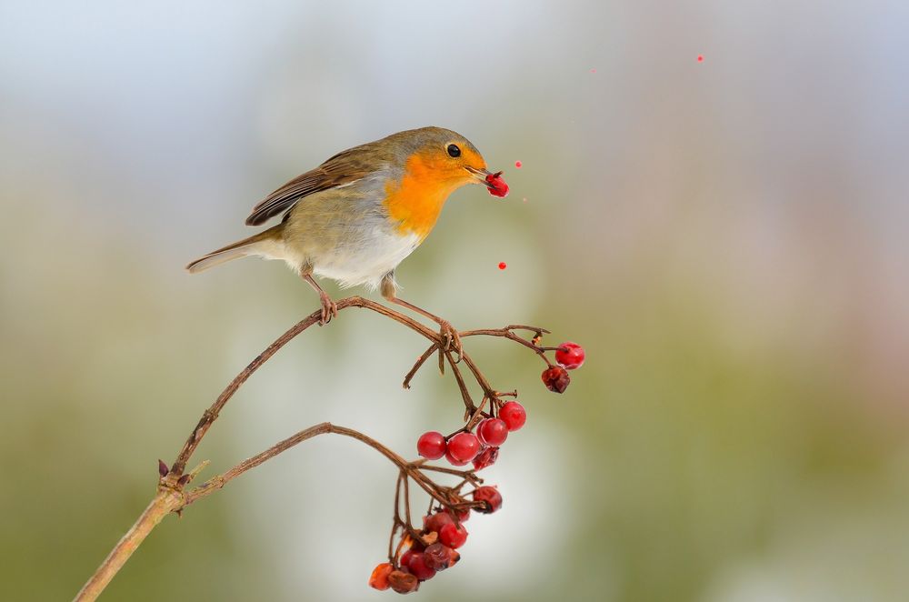 Rotkehlchen beim Beerenschmaus Foto & Bild | winter, natur, tiere ...
