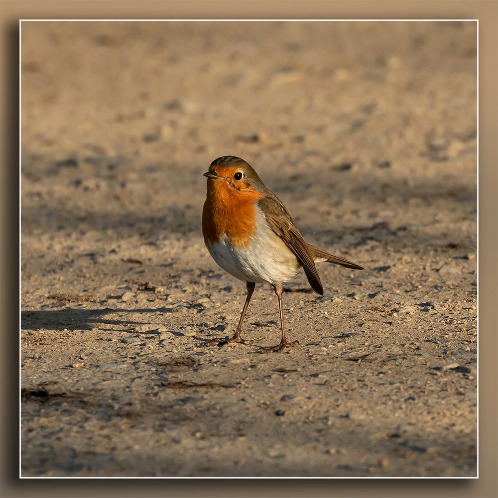 Rotkehlchen Foto & Bild | deutschland, europe, hessen Bilder auf ...