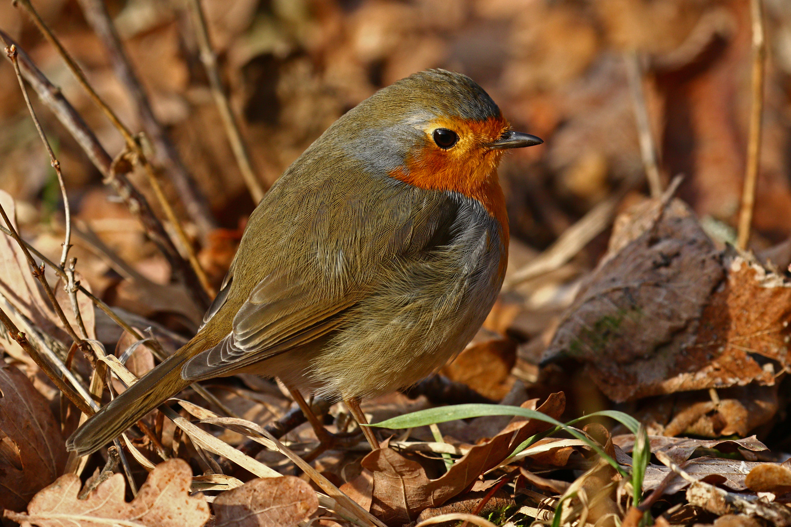 Rotkehlchen Foto & Bild | tiere, wildlife, wild lebende vögel Bilder ...