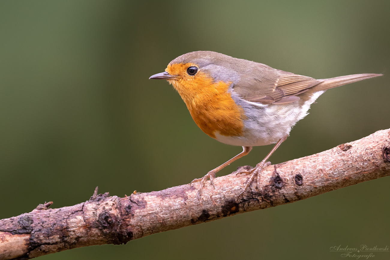 * Rotkehlchen * Foto & Bild | tiere, wildlife, wild lebende vögel ...