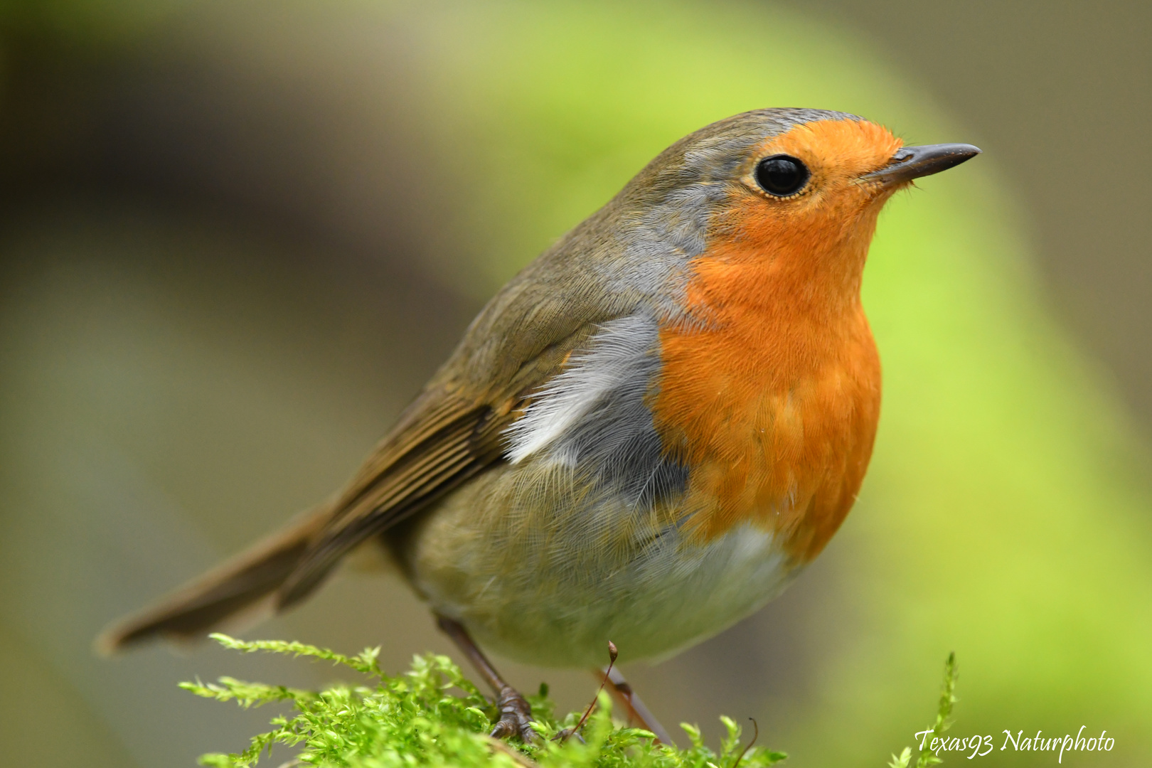 Rotkehlchen Close-up Foto & Bild | tiere, wildlife, wild lebende vögel ...