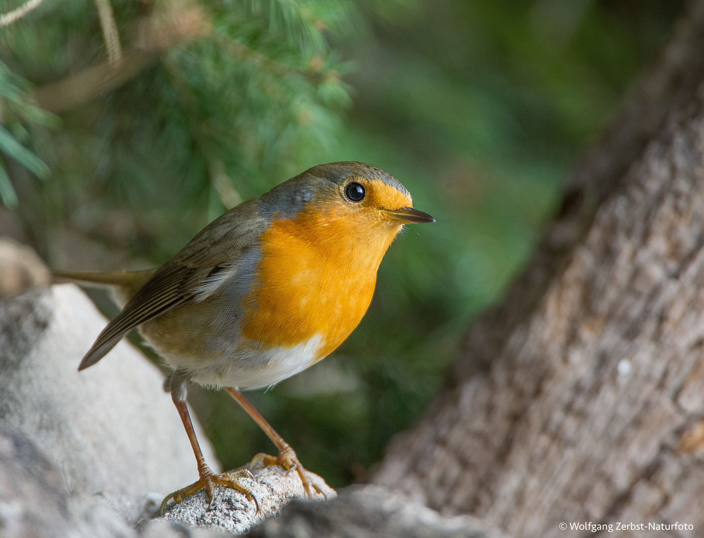 -- Rotkehlchen -- Foto & Bild | fotos, world, natur Bilder auf ...