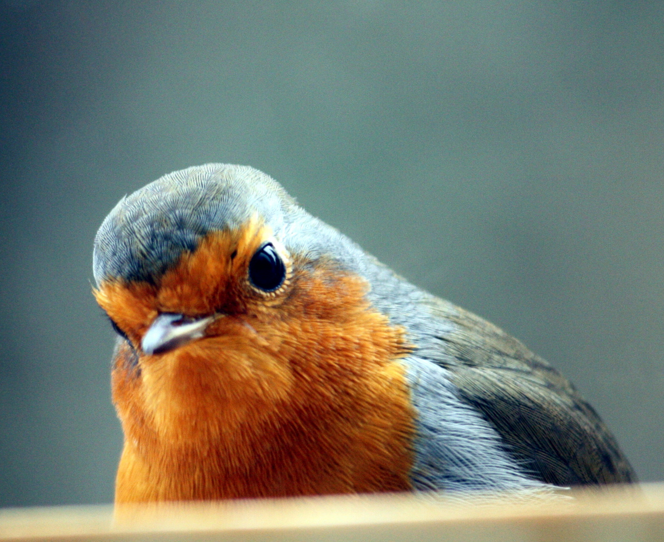 Rotkehlchen Foto & Bild | tiere, wildlife, wild lebende vögel Bilder ...
