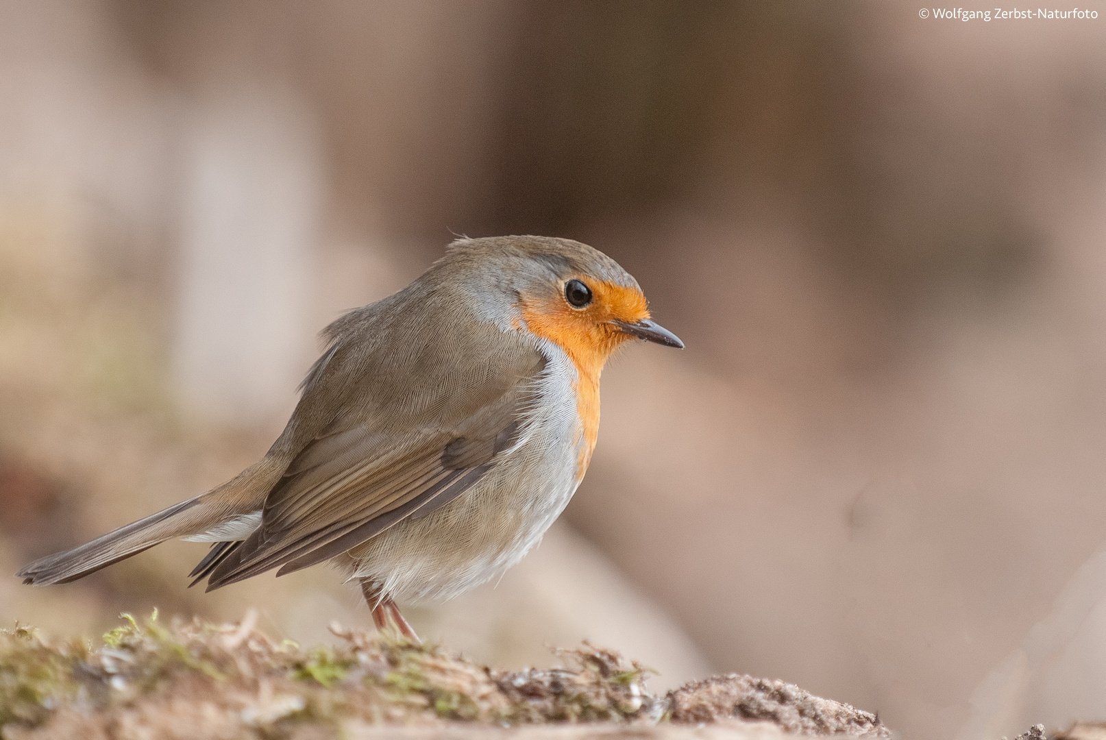 Rotkehlchen --- Foto & Bild | fotos, natur, tiere Bilder auf fotocommunity