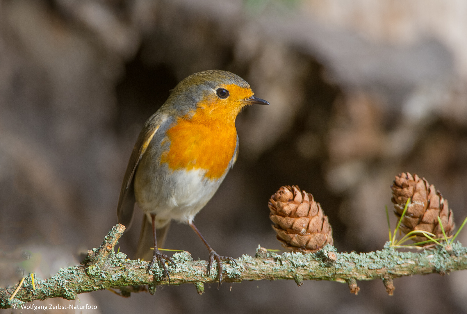 Rotkehlchen --- ( Erithacus rubecula ) Foto & Bild | fotos, natur ...