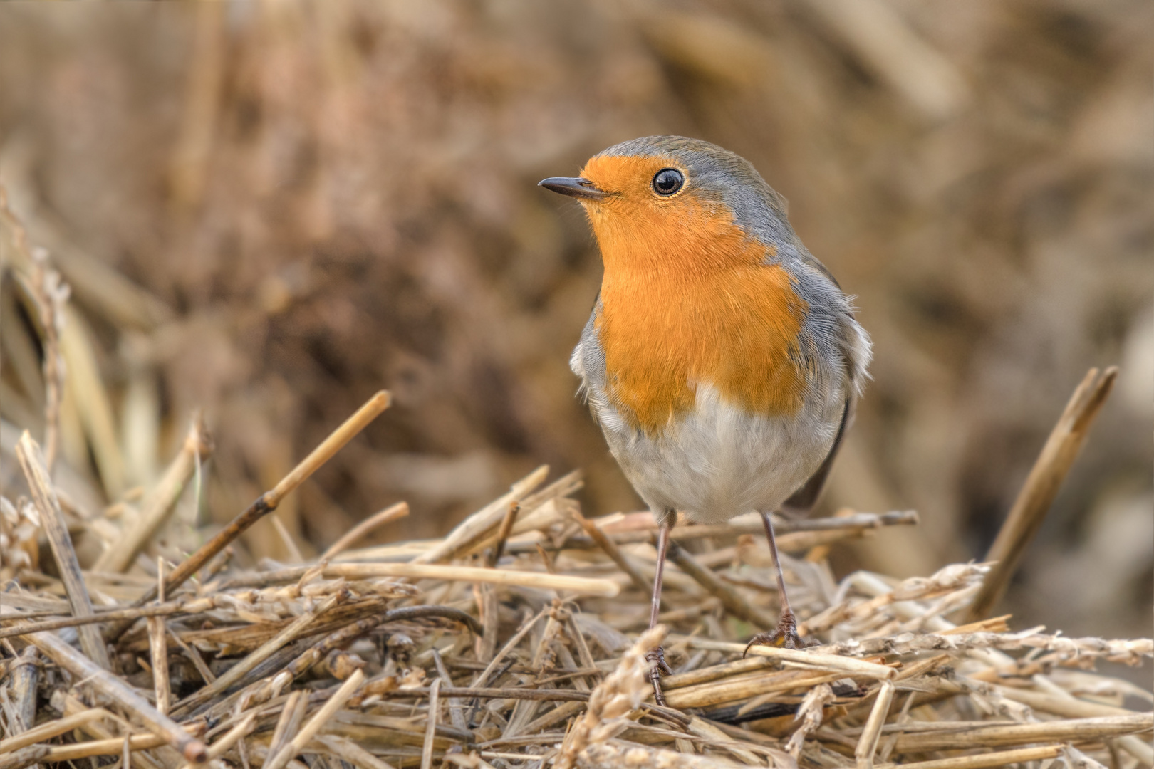 Rotkehlchen (Erithacus rubecula) Foto & Bild | januar, winter ...