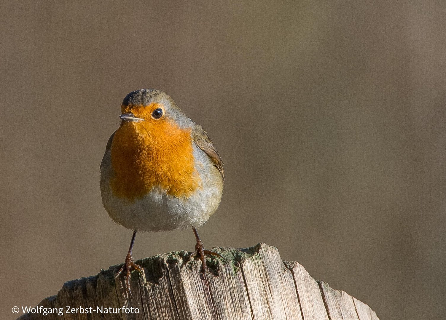 Rotkehlchen --- ( Erithacus rubecula ) Foto & Bild | fotos, natur ...