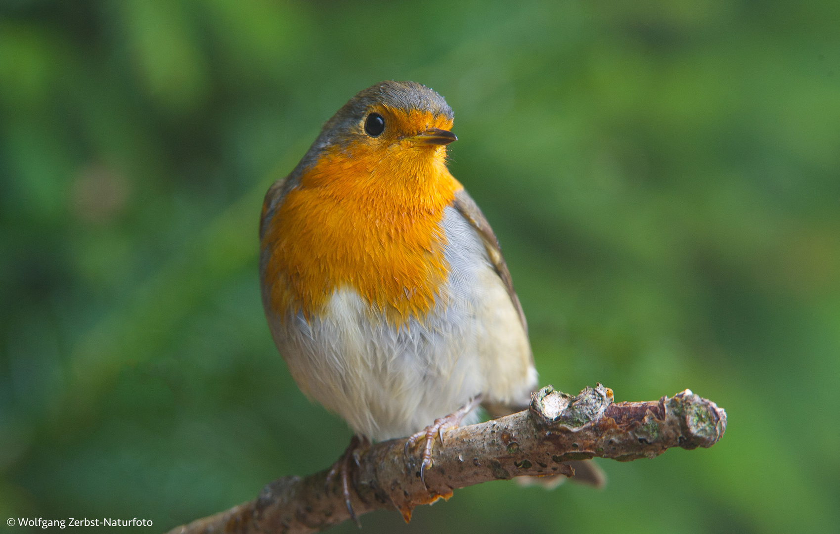 Rotkehlchen --- ( Erithacus rubecula ) Foto & Bild | fotos, frühling ...