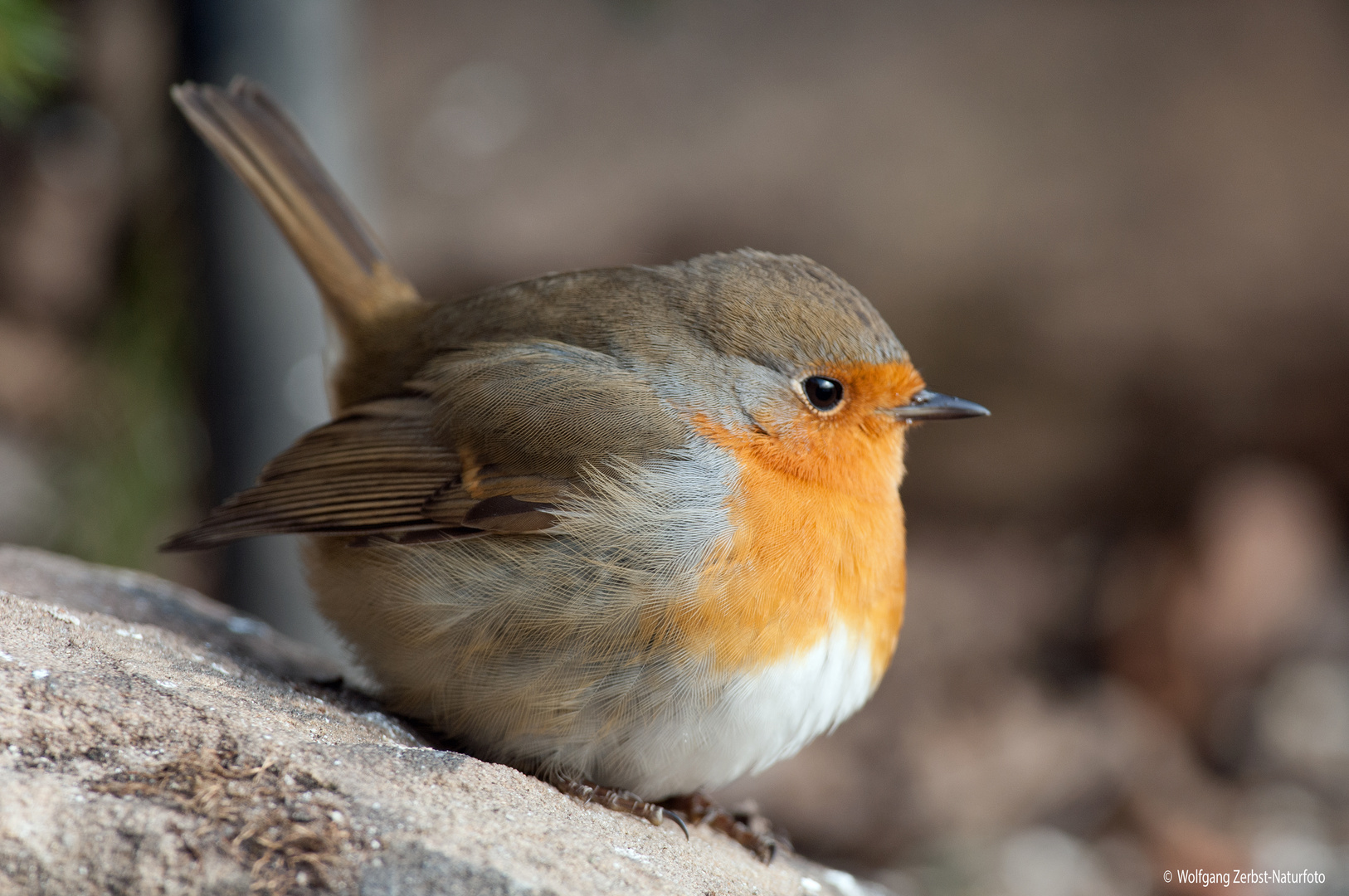 Rotkehlchen --- ( Erithacus rubecula ) Foto & Bild | fotos, world ...