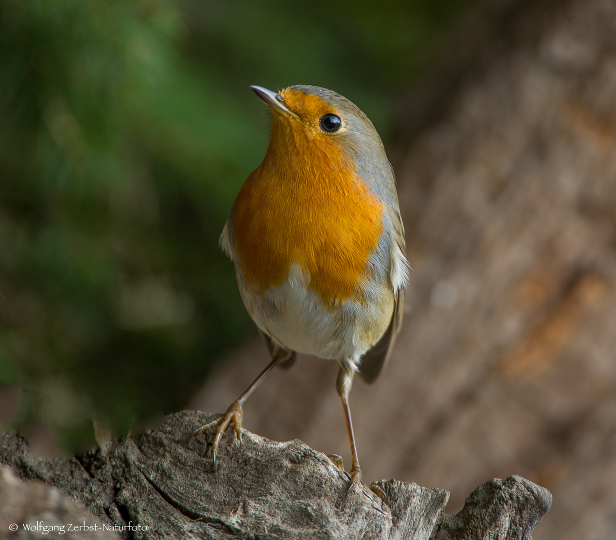 - ROTKEHLCHEN - ( Erithacus rubecula ) Foto & Bild | fotos, world ...