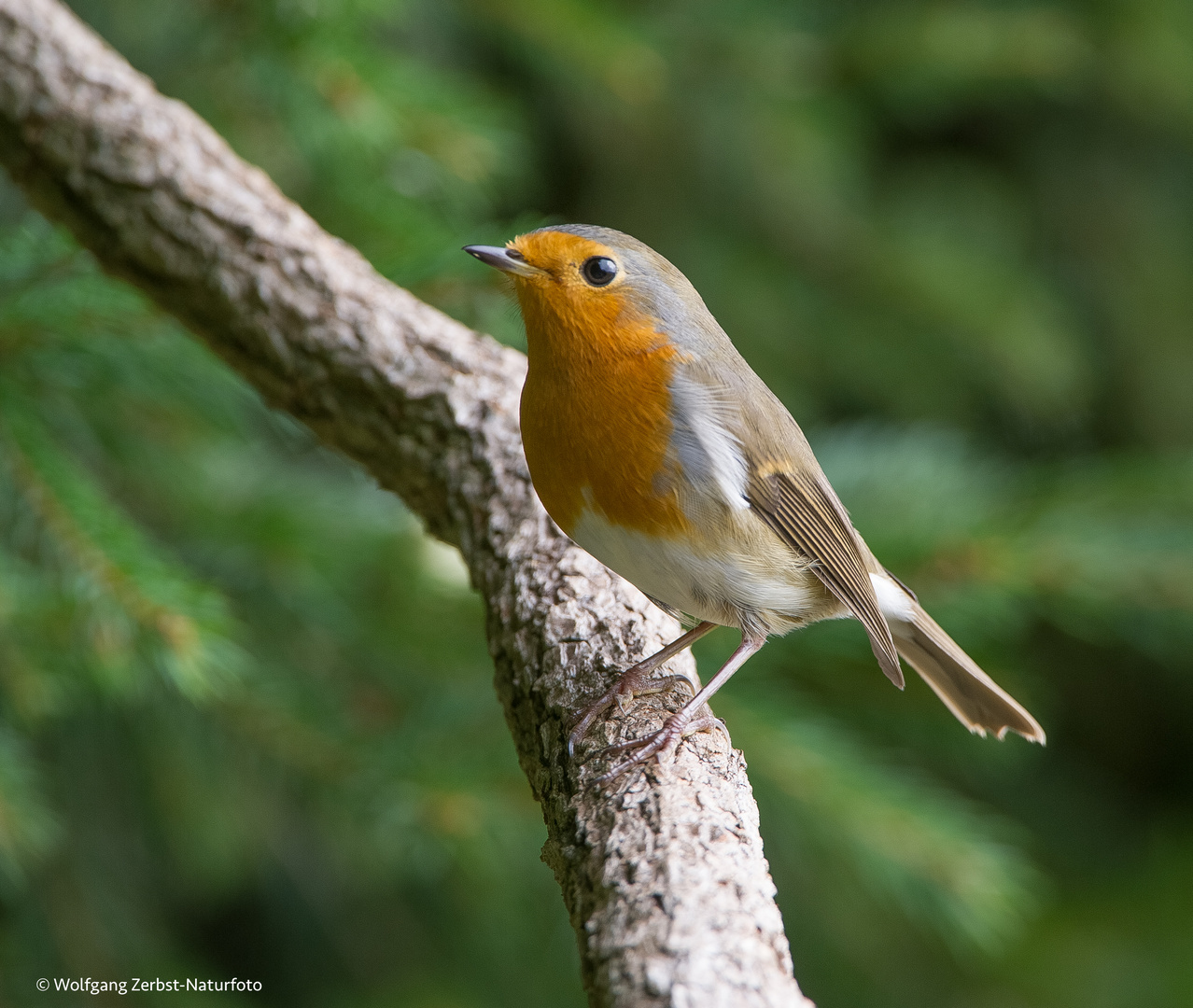 -- Rotkehlchen -- ( Erithacus rubecula ) Foto & Bild | fotos, natur ...