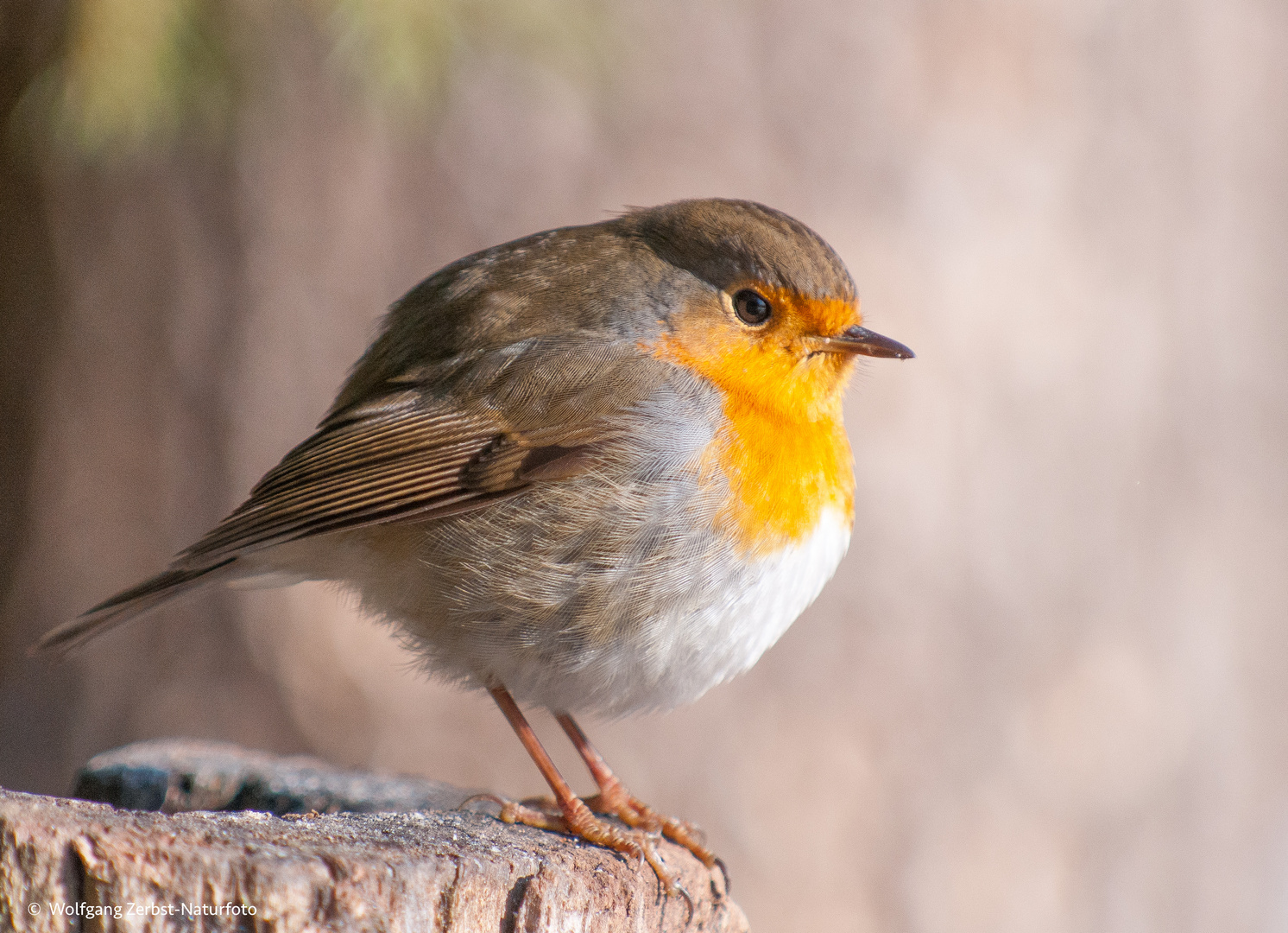 Rotkehlchen --- ( Erithacus rubecula ) Foto & Bild | fotos, natur ...