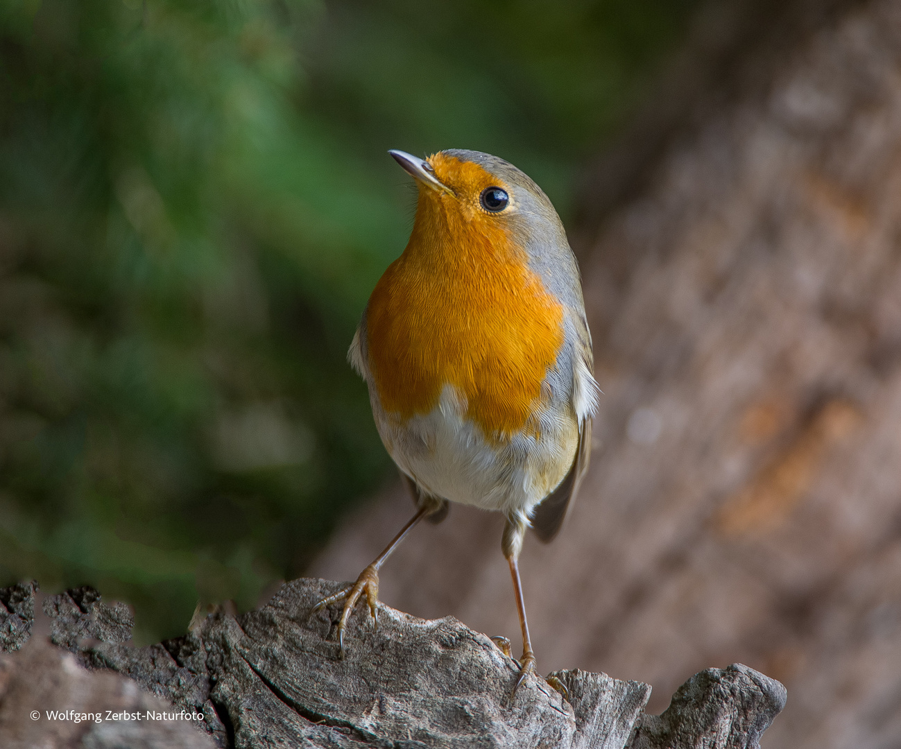 Rotkehlchen --- ( Erithacus rubecula ) Foto & Bild | fotos, natur ...