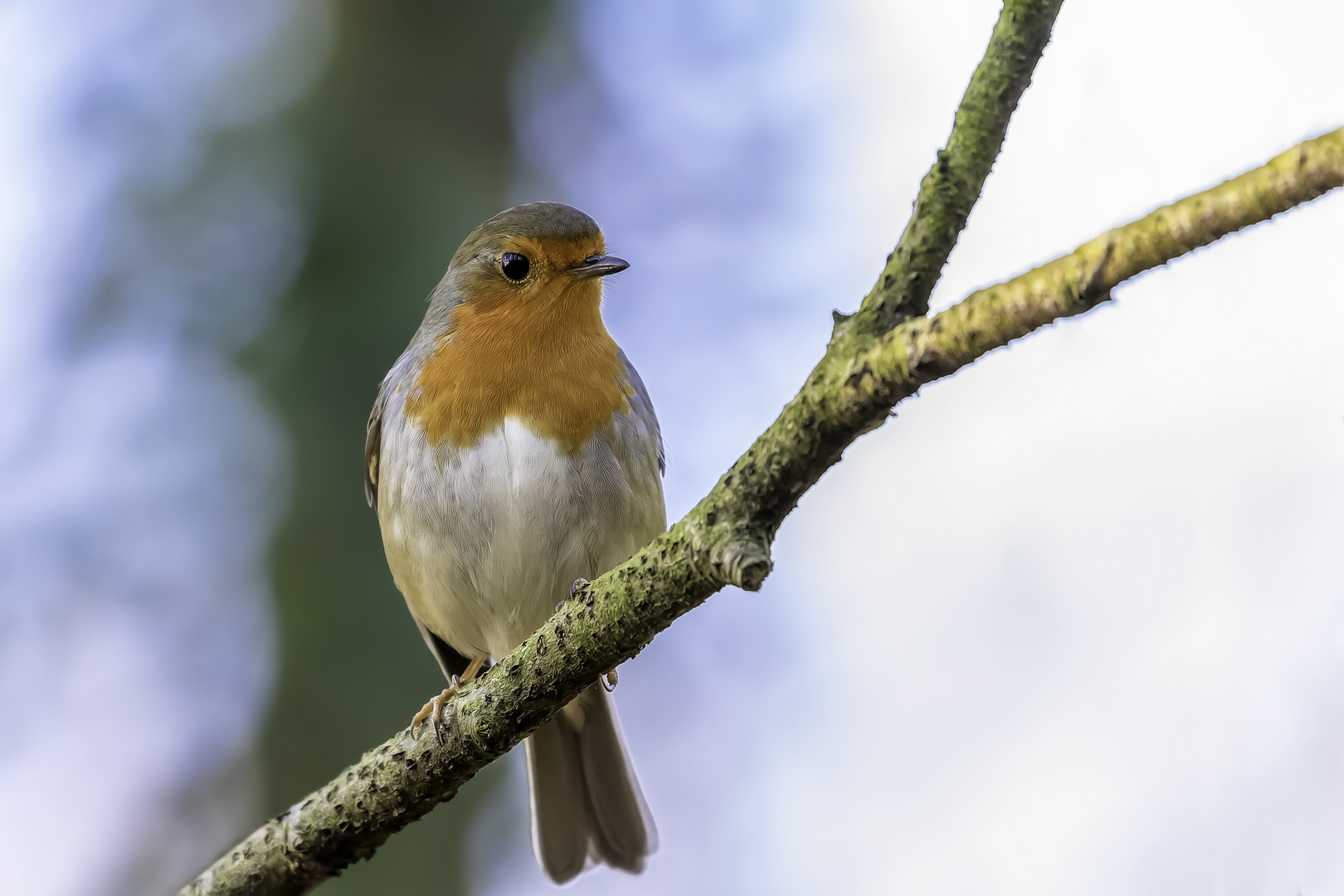 Rotkehlchen (Erithacus rubecula) Foto & Bild | winter, natur, tiere ...