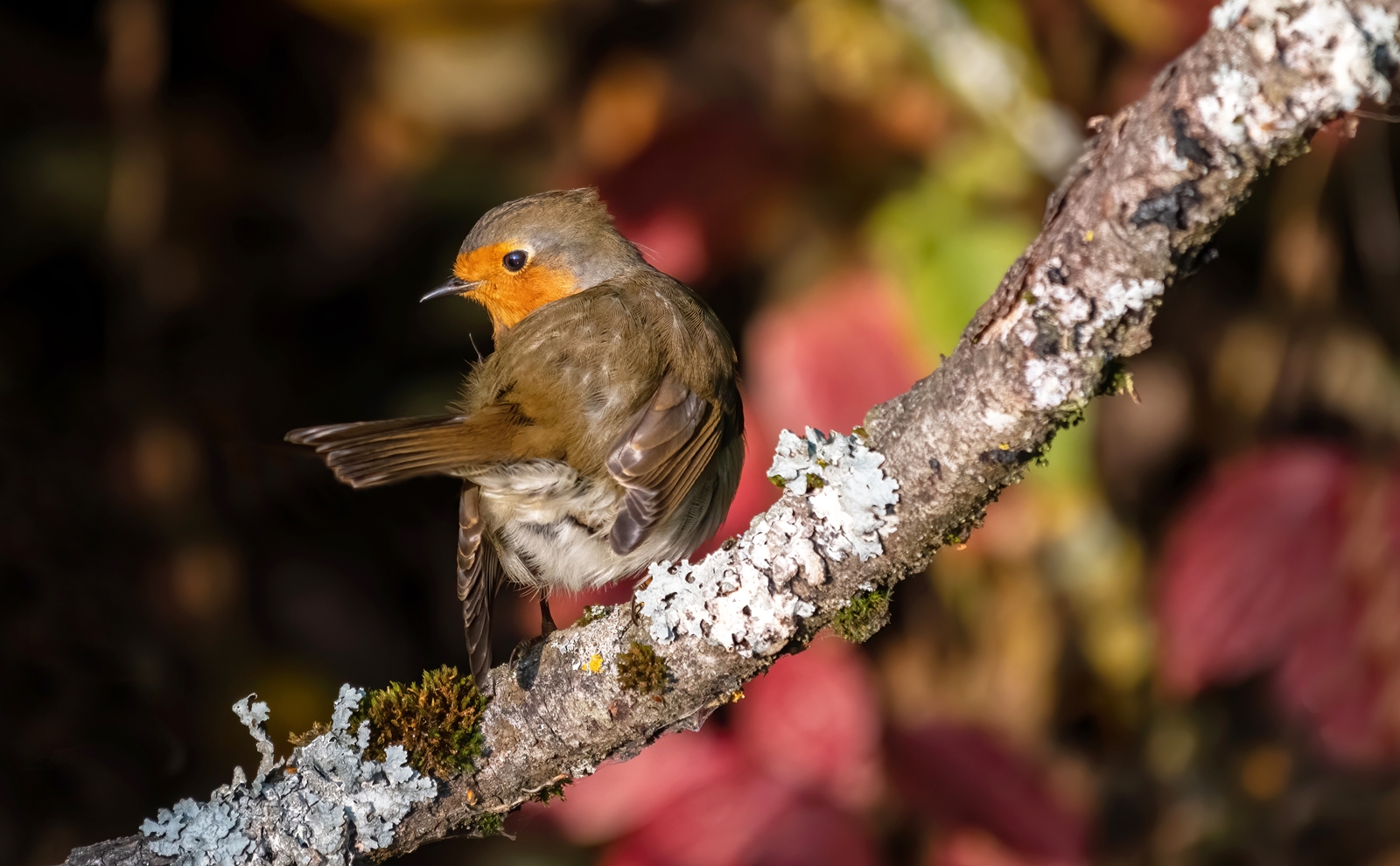 Rotkehlchen (Erithacus rubecula) Foto & Bild | tiere, wildlife, natur ...