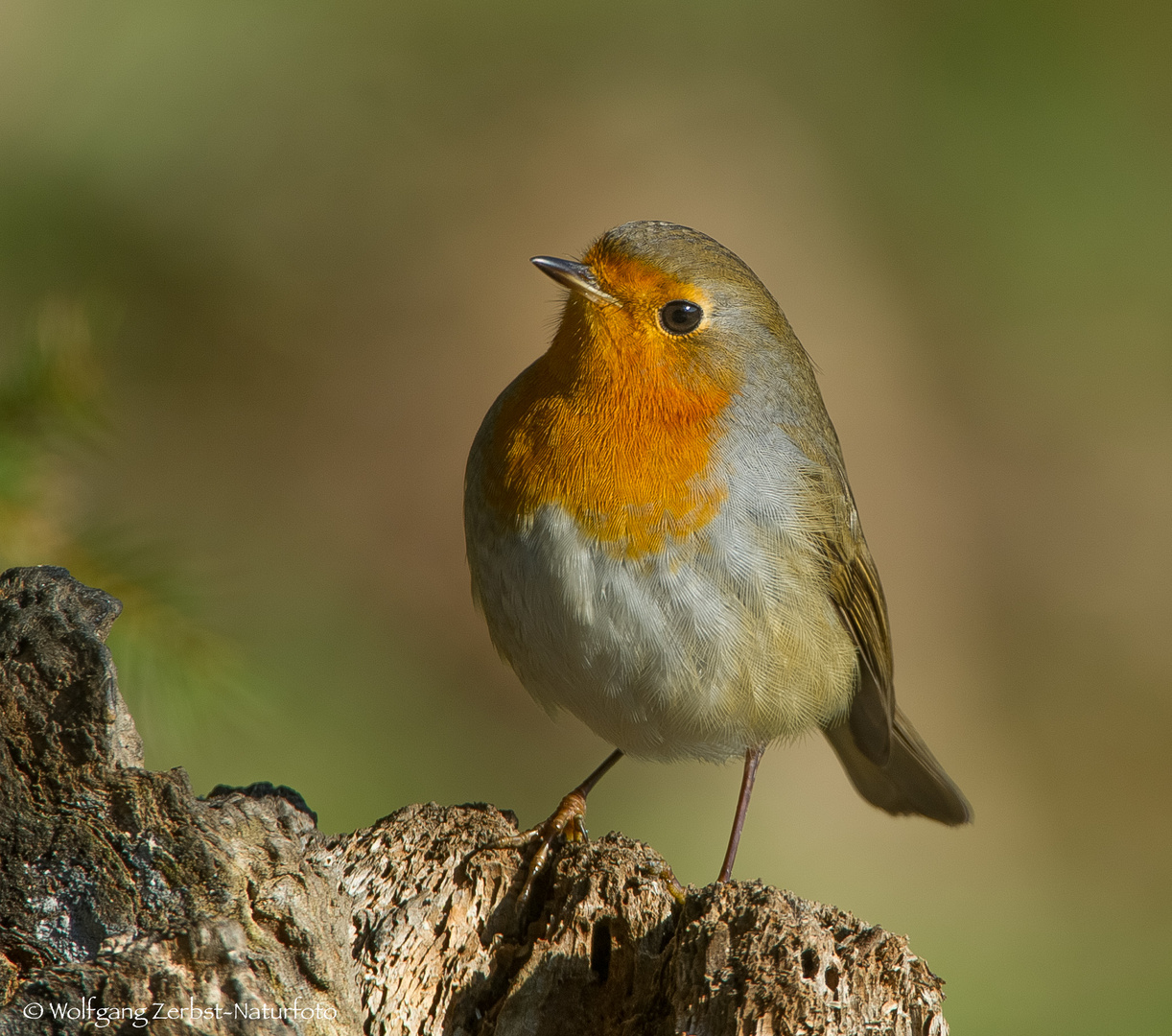 ". Rotkehlchen. " ( Erithacus rubecula ) Foto & Bild | fotos, world ...