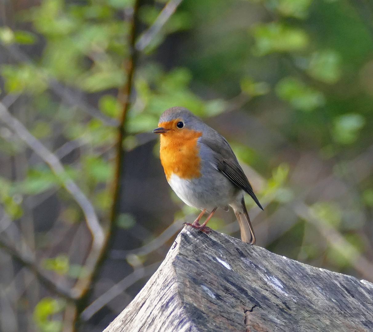 Rotkehlchen (Erithacus rubecula) Foto & Bild | bäume, frühling, natur ...