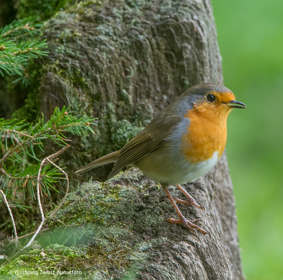 - Rotkehlchen -(Erithacus rubecula) Foto & Bild | fotos, natur, tiere ...