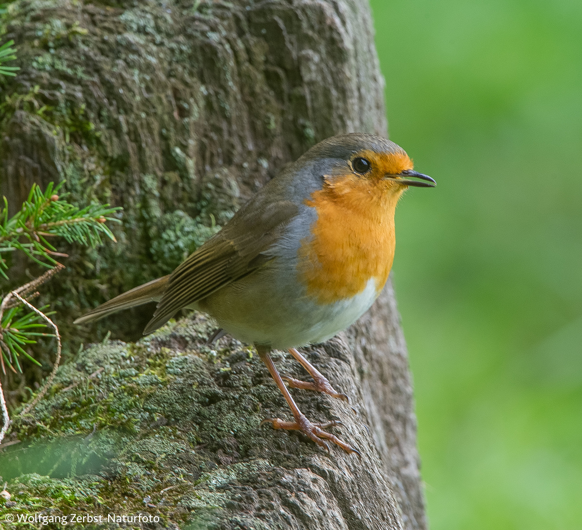 -- Rotkehlchen -- ( Erithacus rubecula ) Foto & Bild | fotos, natur ...