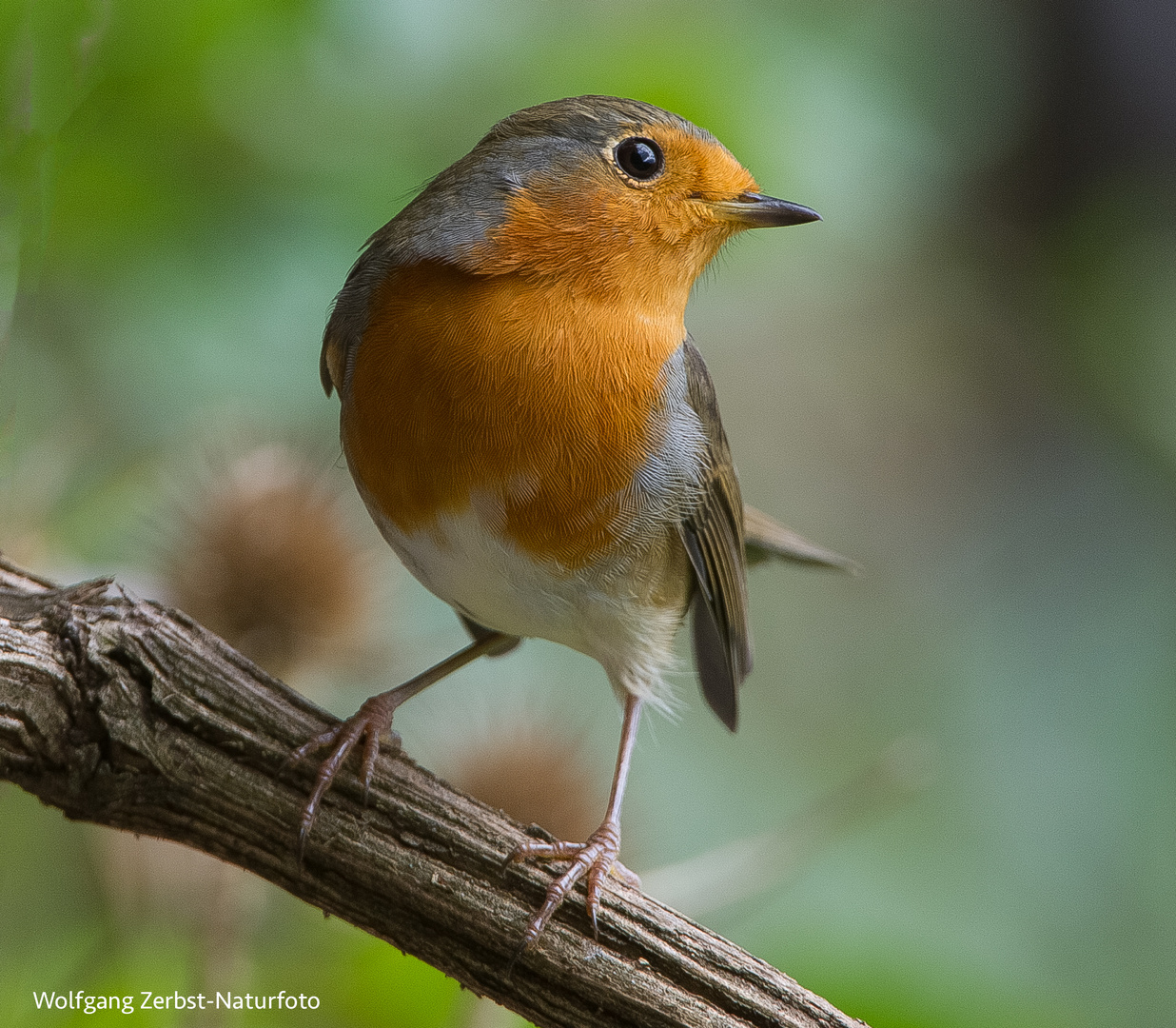 - Rotkehlchen - (Erithacus rubecula ) Foto & Bild | fotos, natur, tiere ...