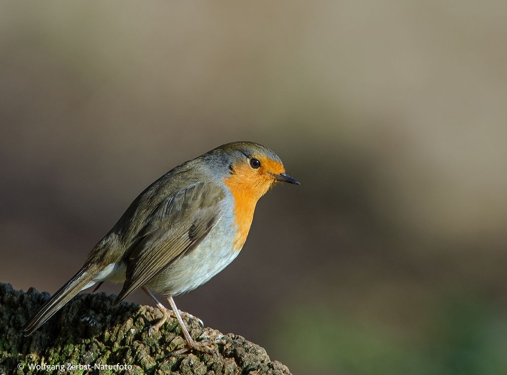 Rotkehlchen --- ( Erithacus rubecula ) Foto & Bild | fotos, natur, see ...