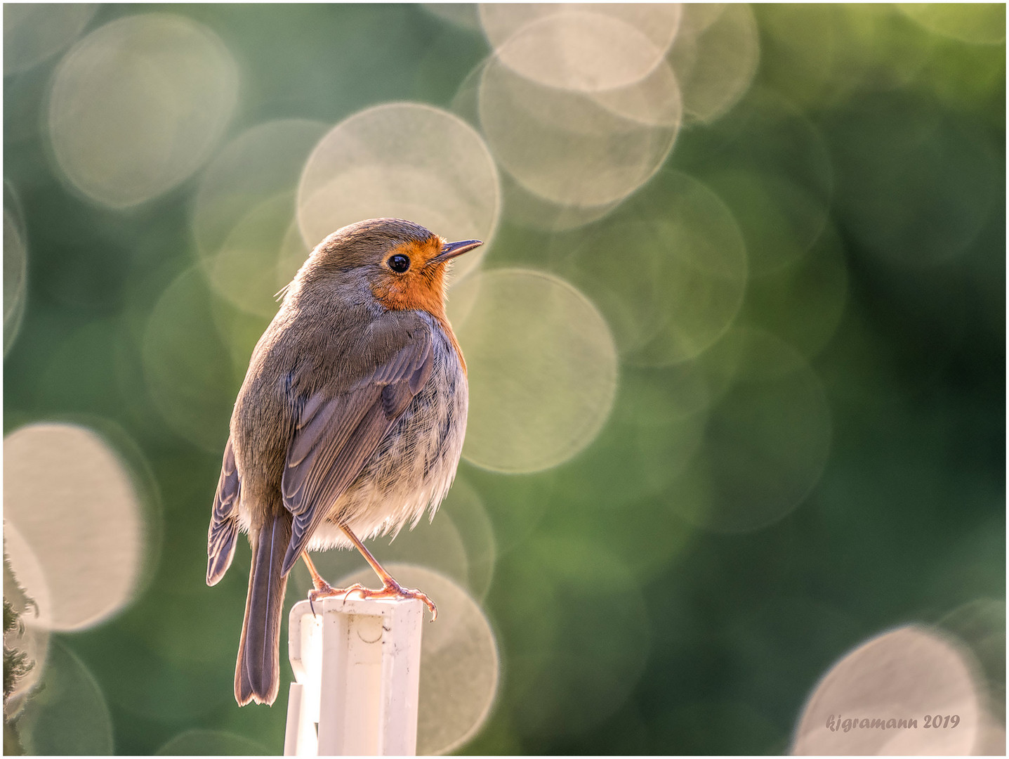 rotkehlchen (erithacus rubecula melophilus) .... Foto & Bild | frühling ...
