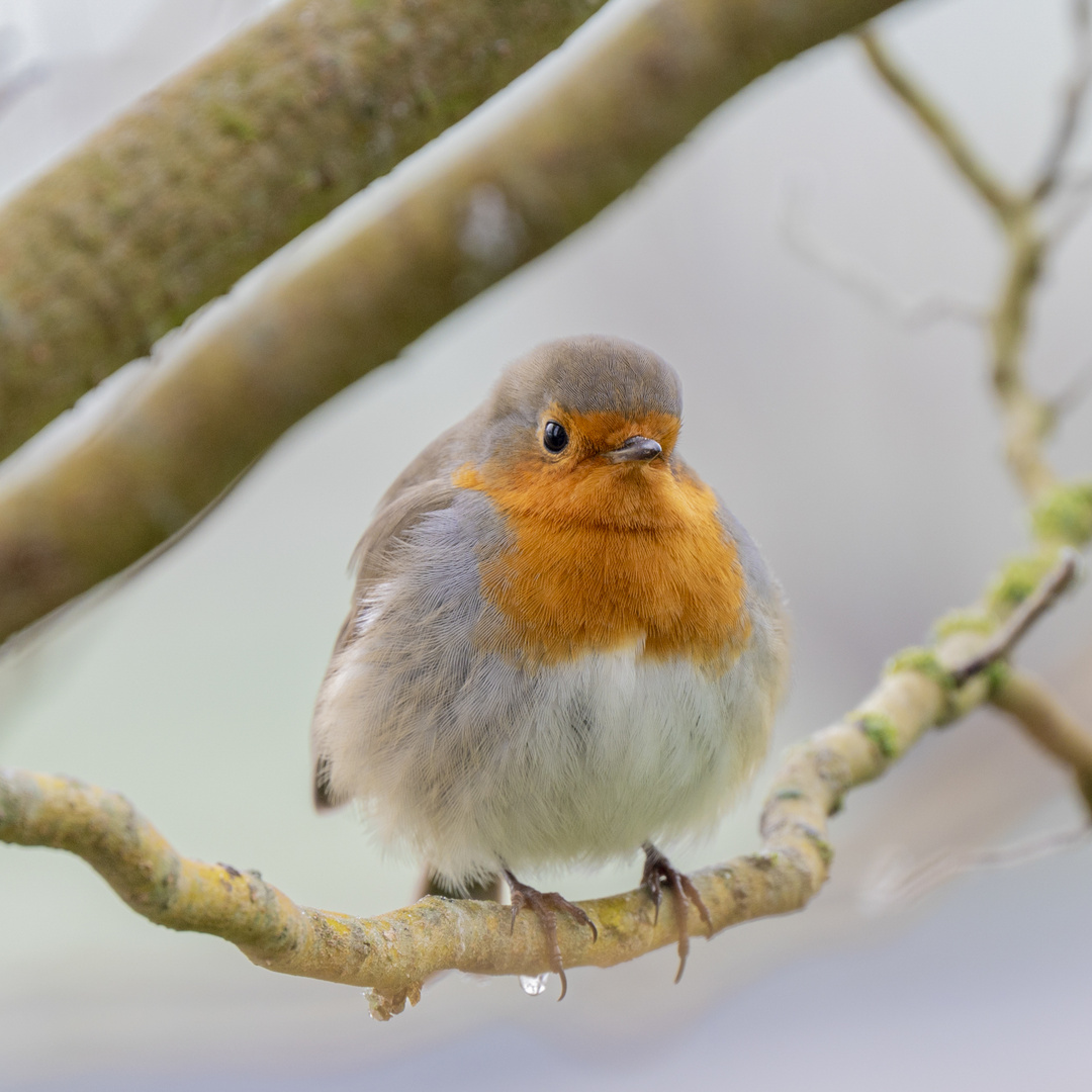 Rotkehlchen Foto & Bild | natur, vögel, rotkehlchen Bilder auf ...