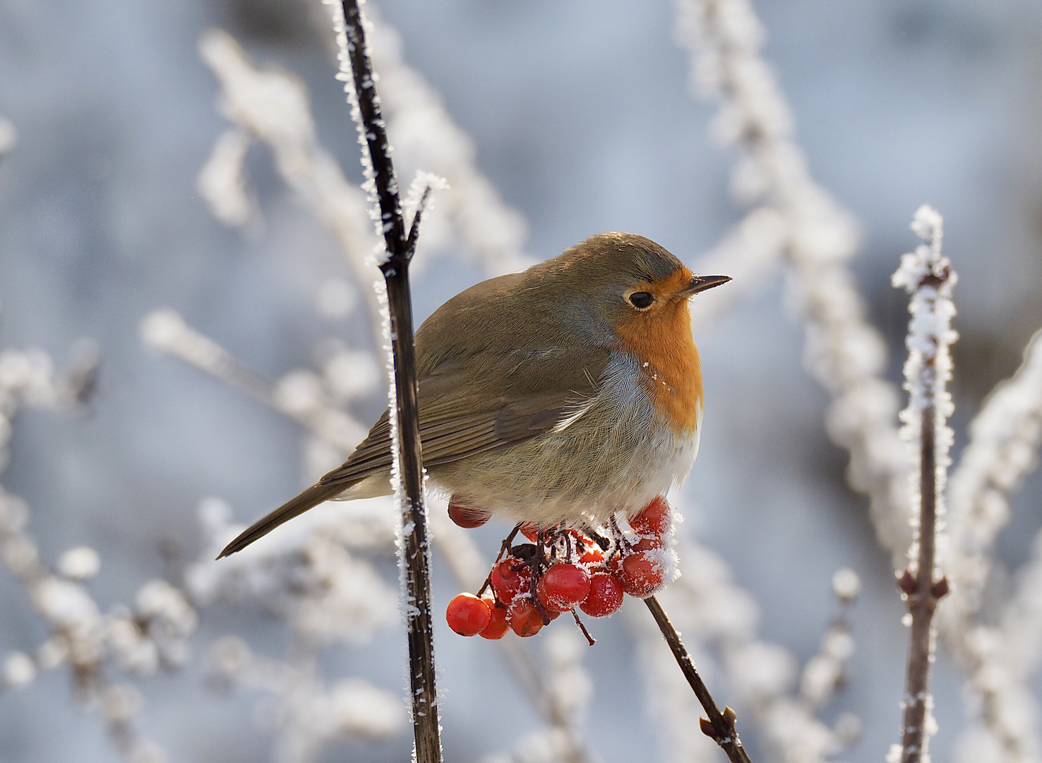 Rotkehlchen im Rauhreif Foto & Bild | jahreszeiten, winter, natur ...