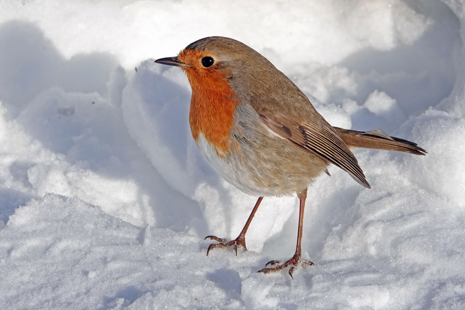 Rotkehlchen im Schnee Foto & Bild | tiere, wildlife, wild lebende vögel ...