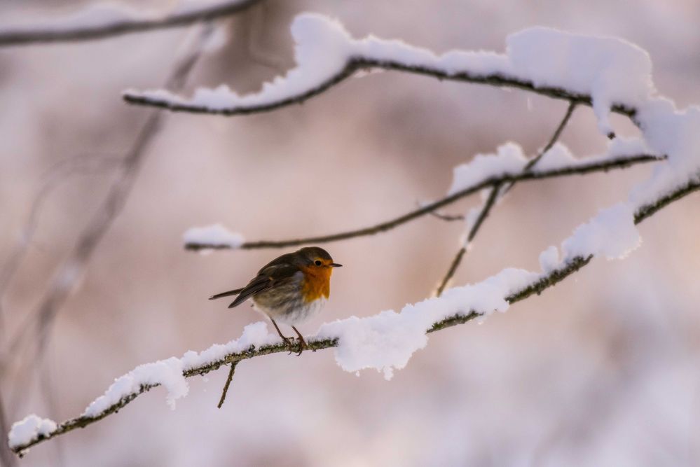 Rotkehlchen im Schnee Foto & Bild | tiere, wildlife, wild lebende vögel Bilder auf fotocommunity