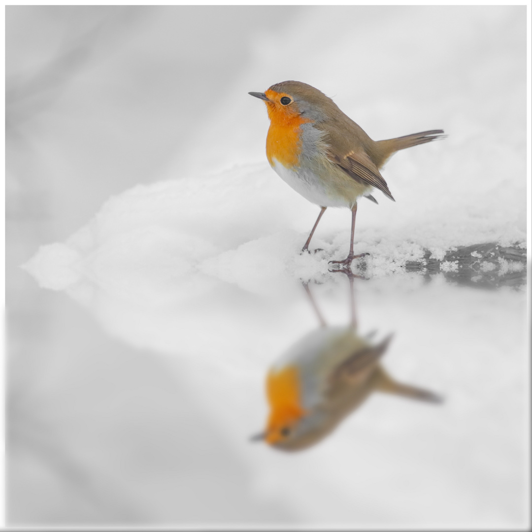 Rotkehlchen im Schnee Foto & Bild | fotos, snow, spezial Bilder auf ...