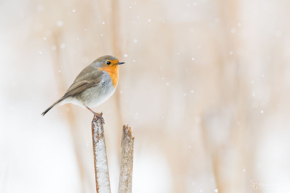 Rotkehlchen im Schnee Foto & Bild | winter, schnee, natur Bilder auf ...