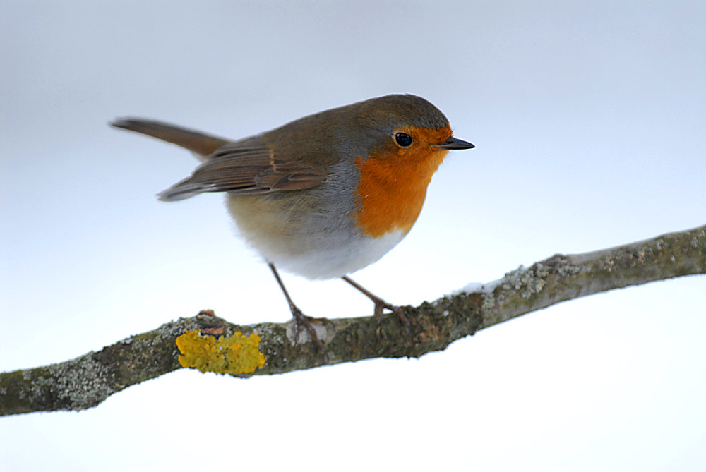 Rotkehlchen im Schnee Foto & Bild | tiere, wildlife, wild lebende vögel ...