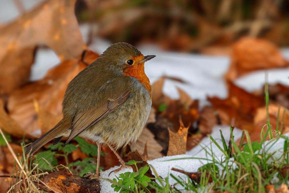 Rotkehlchen im Schnee / Robin in the snow Foto & Bild | winter, schnee, natur Bilder auf ...
