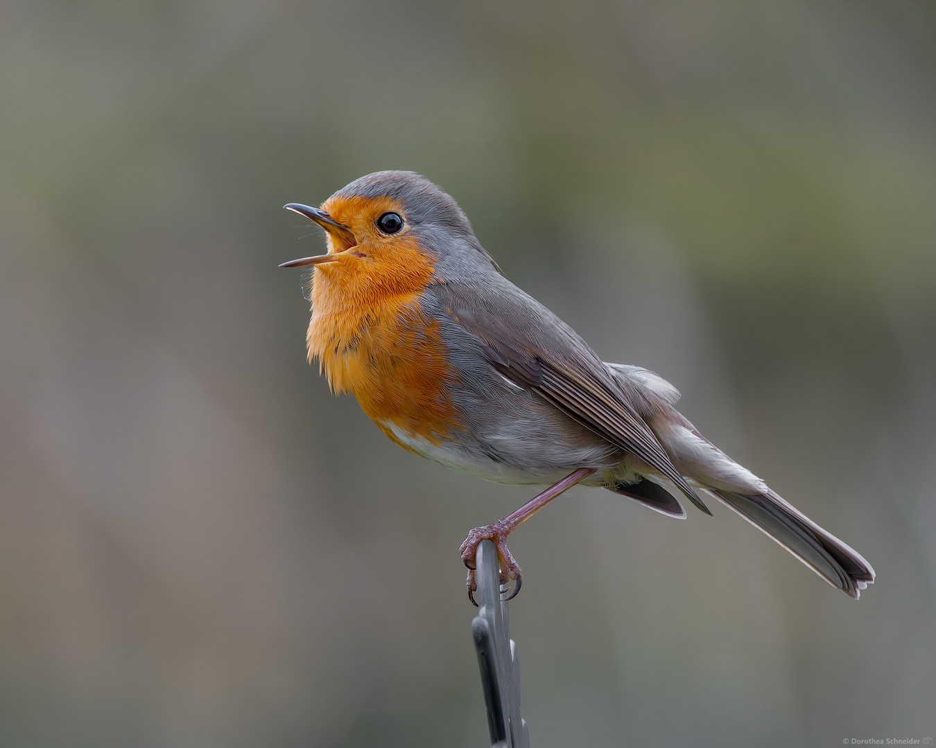 Rotkehlchen in Frühlingsstimmung Foto & Bild | tiere, wildlife, wild ...