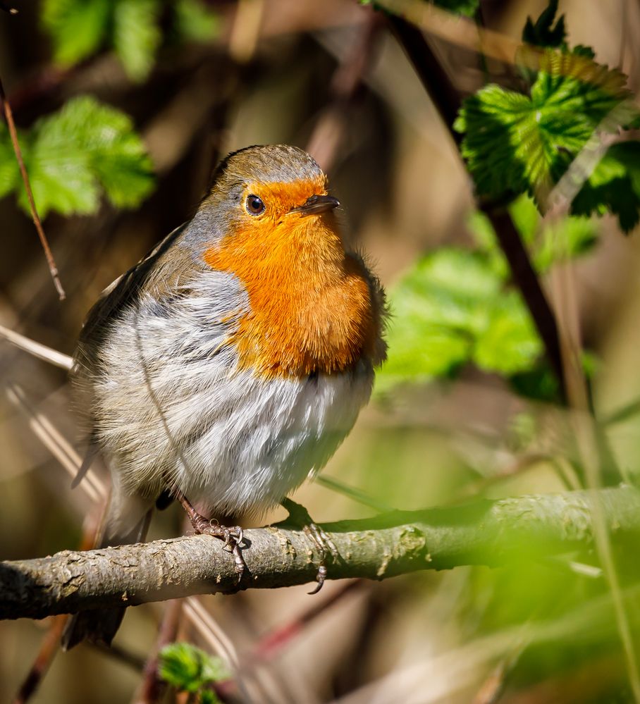 Rotkehlchen in seinem natürlichen Lebensraum Foto & Bild | tiere ...