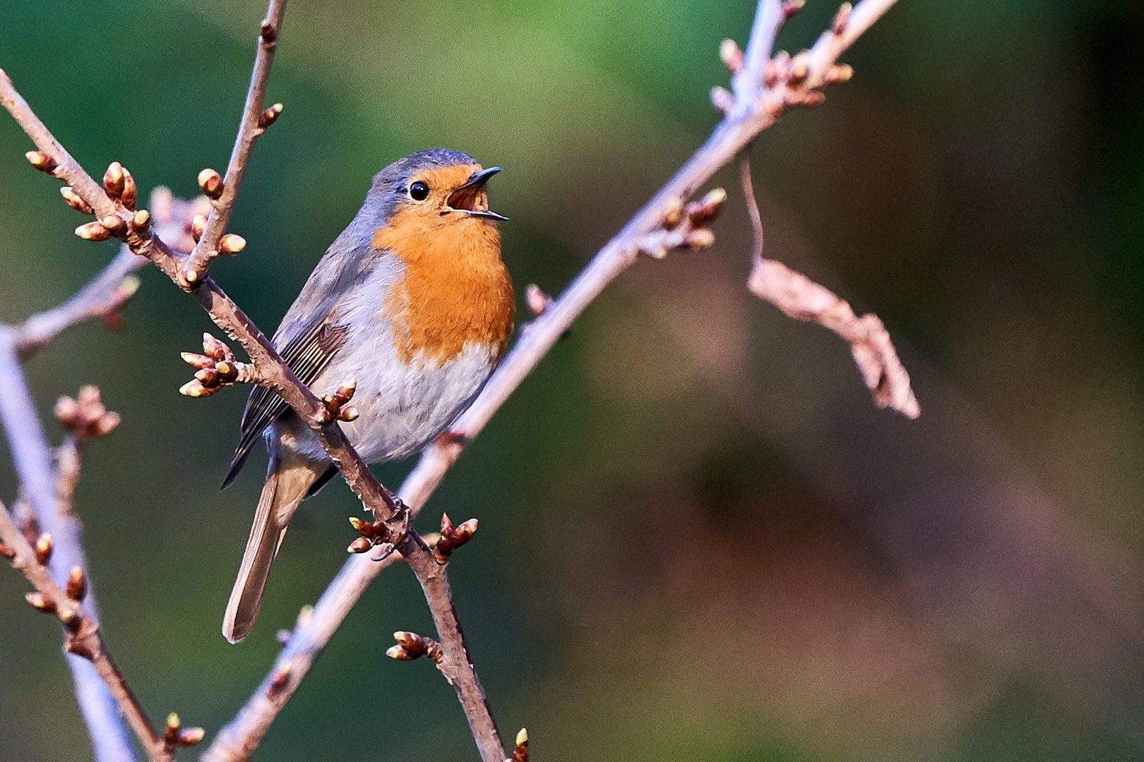 Rotkehlchen in voller Lautstärke Foto & Bild | natur, tiere, vögel ...