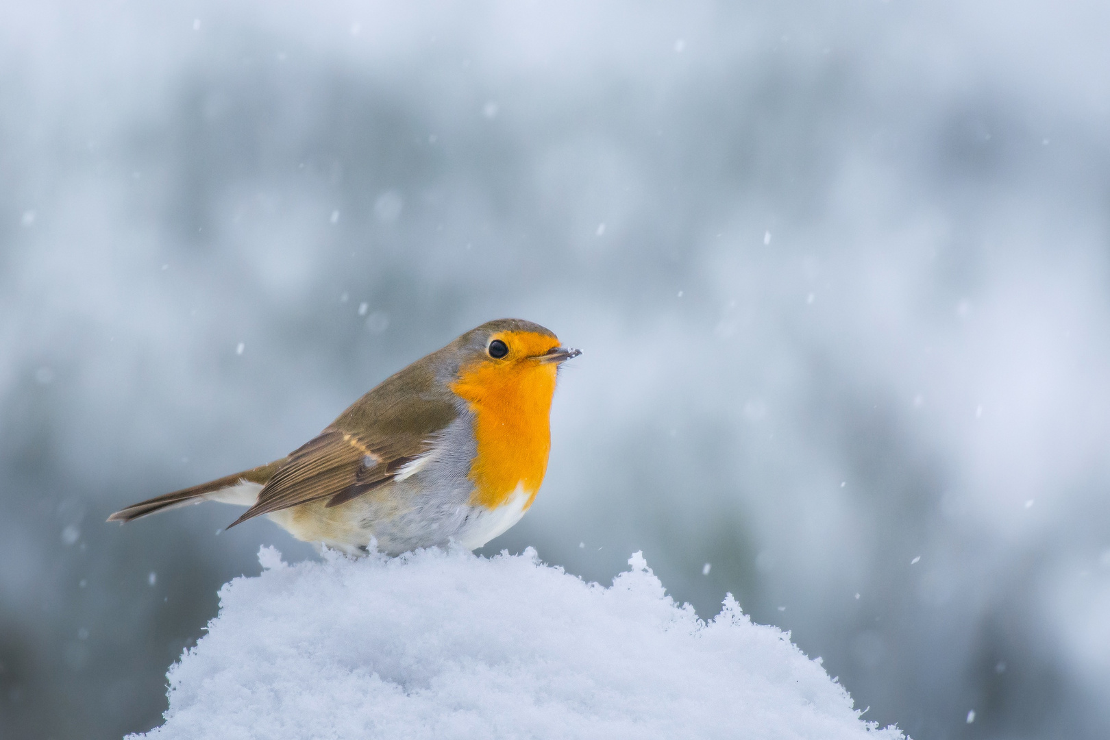 Rotkehlchen und Schneefall Foto & Bild | winter, schnee, natur Bilder ...