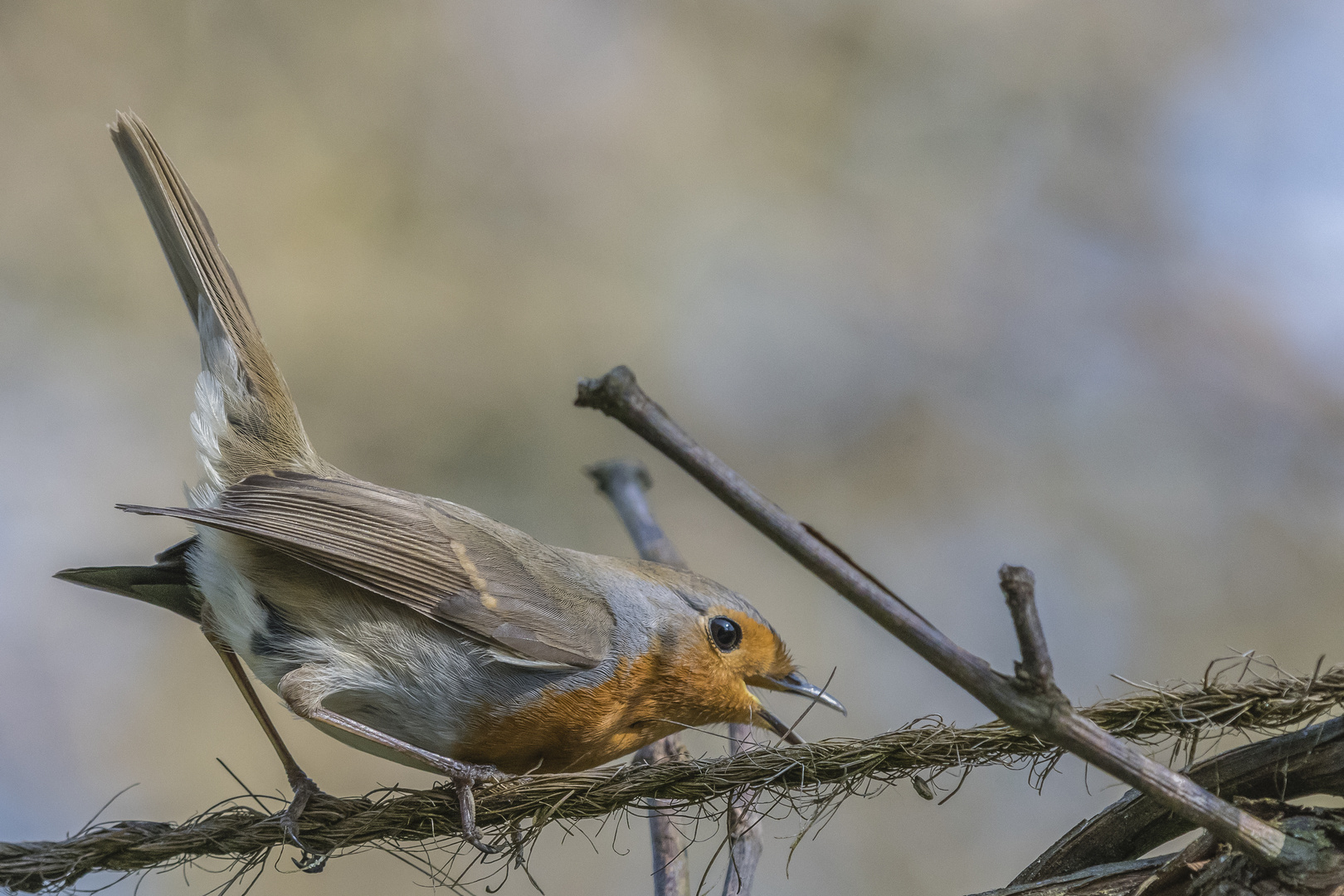 Rotkehlchen_20.03.2020 Foto & Bild | outdoor, natur, tiere Bilder auf ...