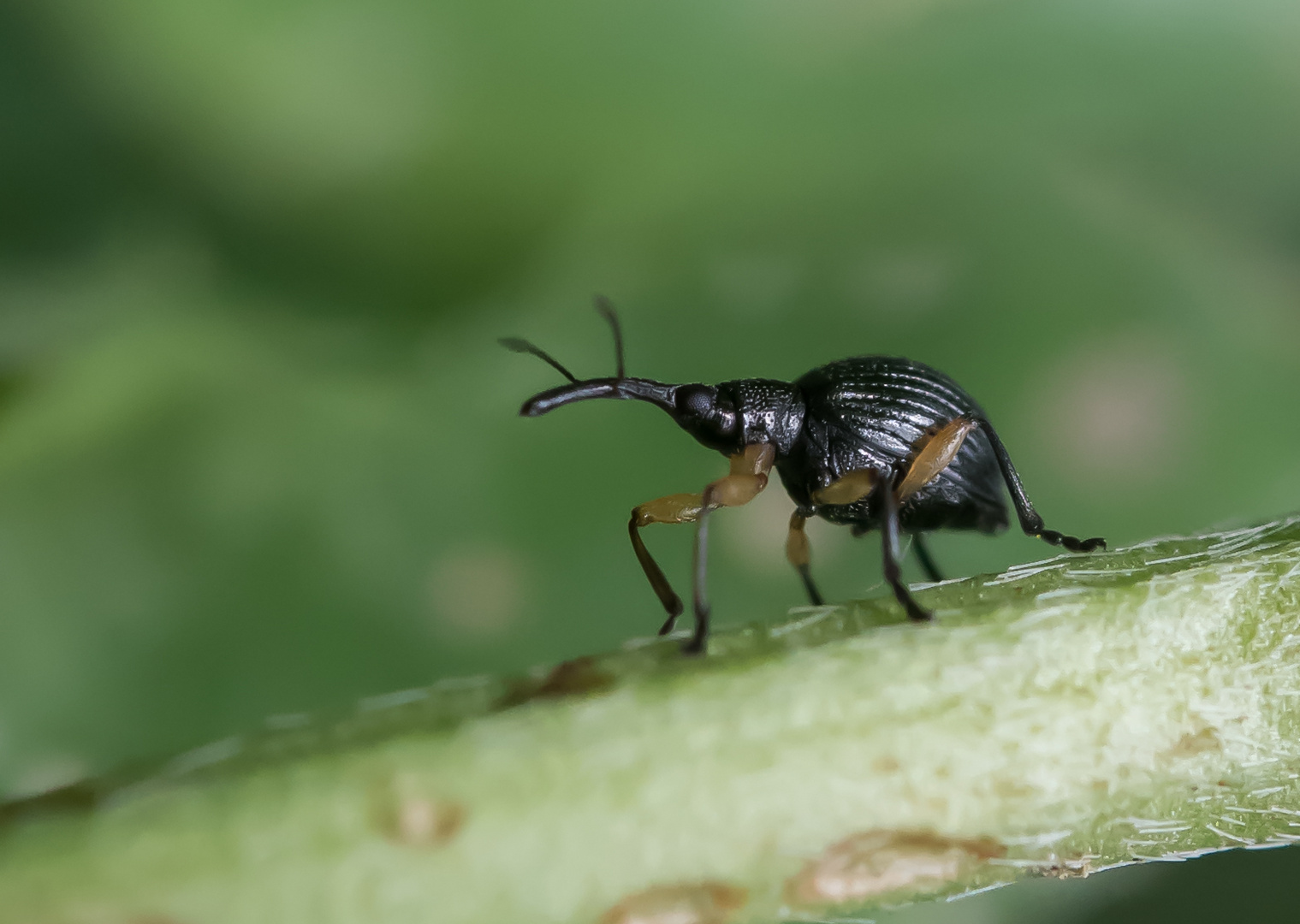 Rotklee-Spitzmaulrüssler (Protapion apricans) Foto & Bild | natur ...