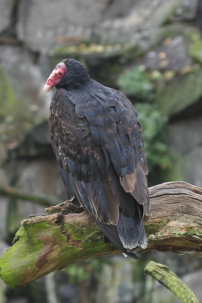 Rotkopf Foto & Bild | tiere, zoo, wildpark & falknerei, vögel Bilder ...